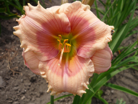 Day Lilies - Daylily list