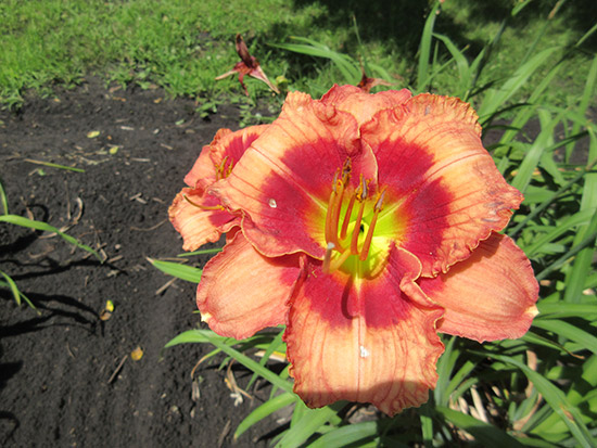 Day Lilies - Daylily list